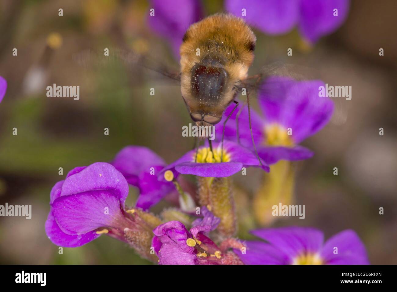 Dotted bee-fly (Bombylius discolor), hovering at a flower, Germany ...