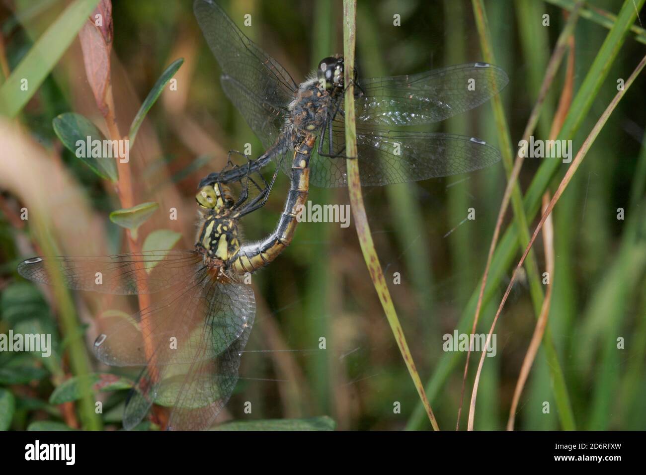 black sympetrum, black darter (Sympetrum danae), matingwheel, Germany ...