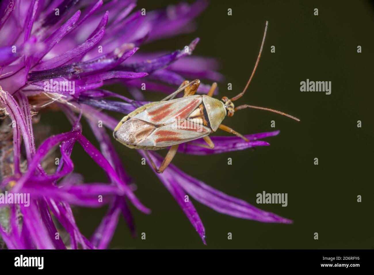Plant bugs (Calocoris roseomaculatus), sits on a knapweed, Germany ...