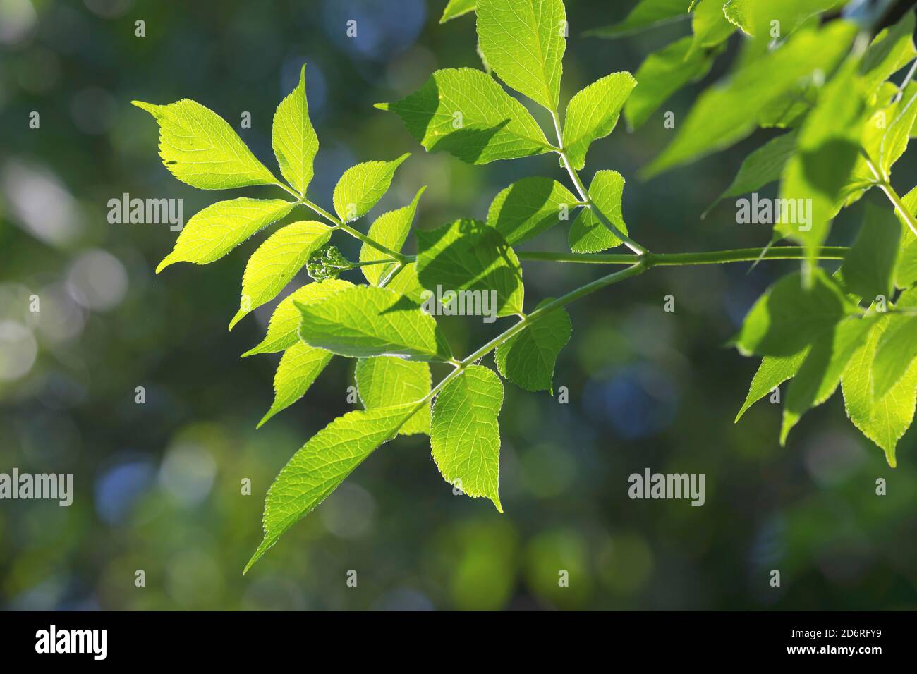 European black elder, Elderberry, Common elder (Sambucus nigra), leaves ...