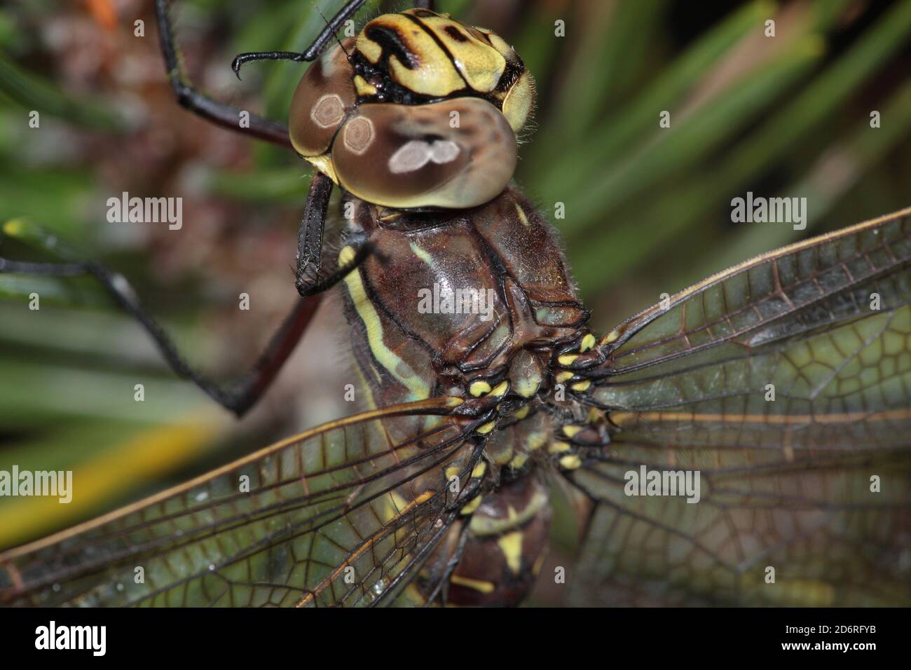 common aeshna, common hawker (Aeshna juncea), portrait, Germany Stock ...