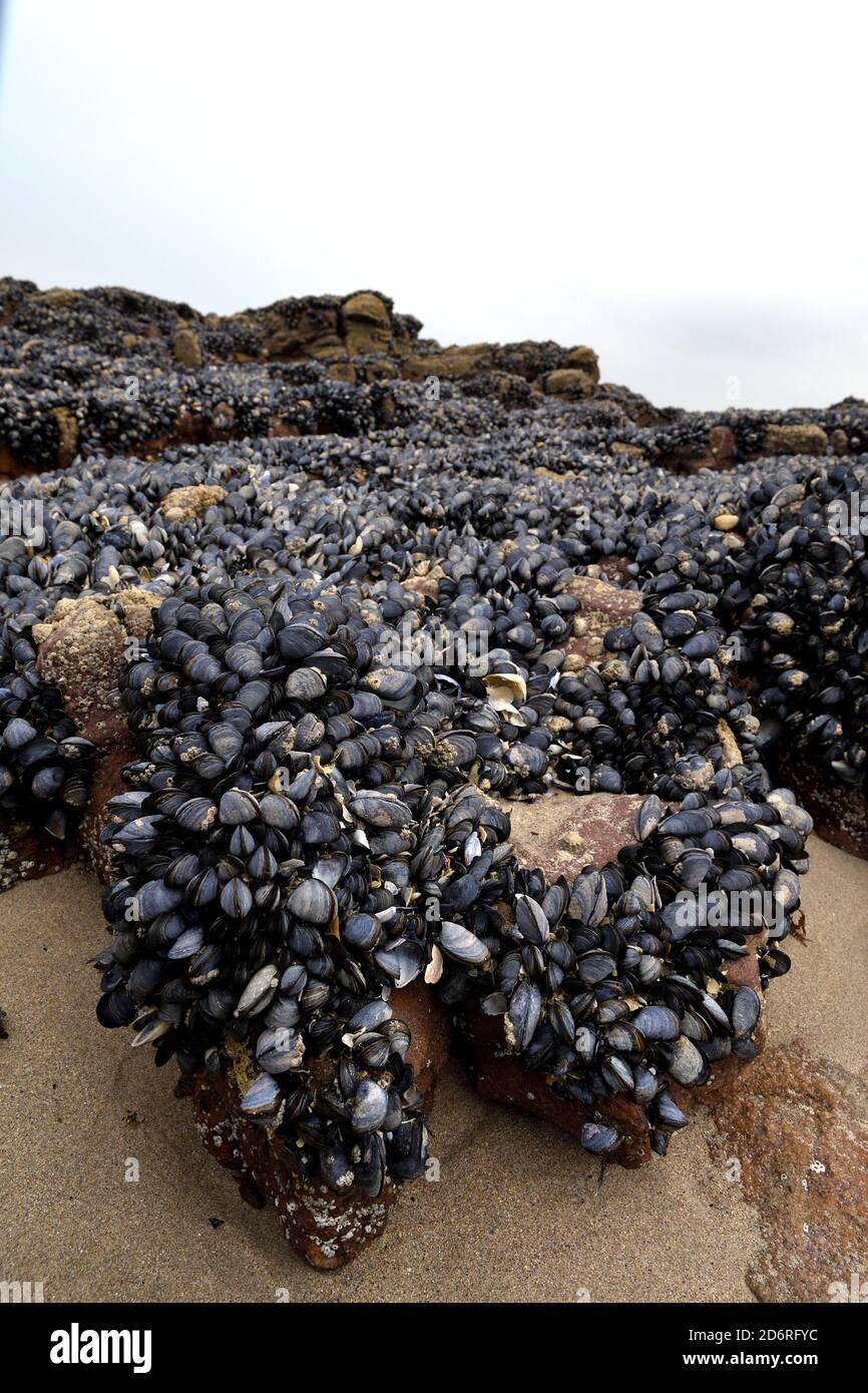 blue mussel, bay mussel, common mussel, common blue mussel (Mytilus ...