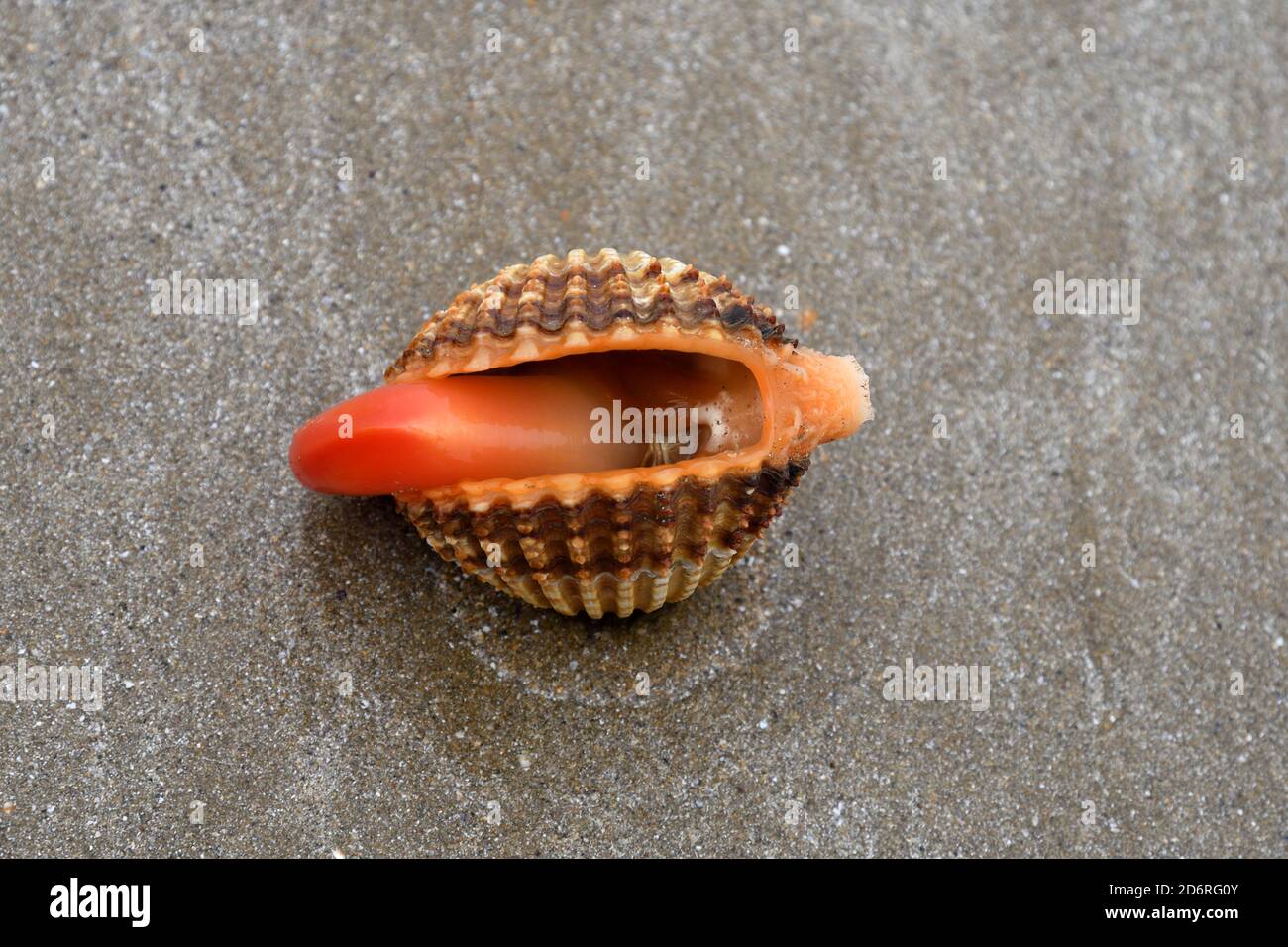 common cockle, common European cockle, edible cockle (Cardium edule ...