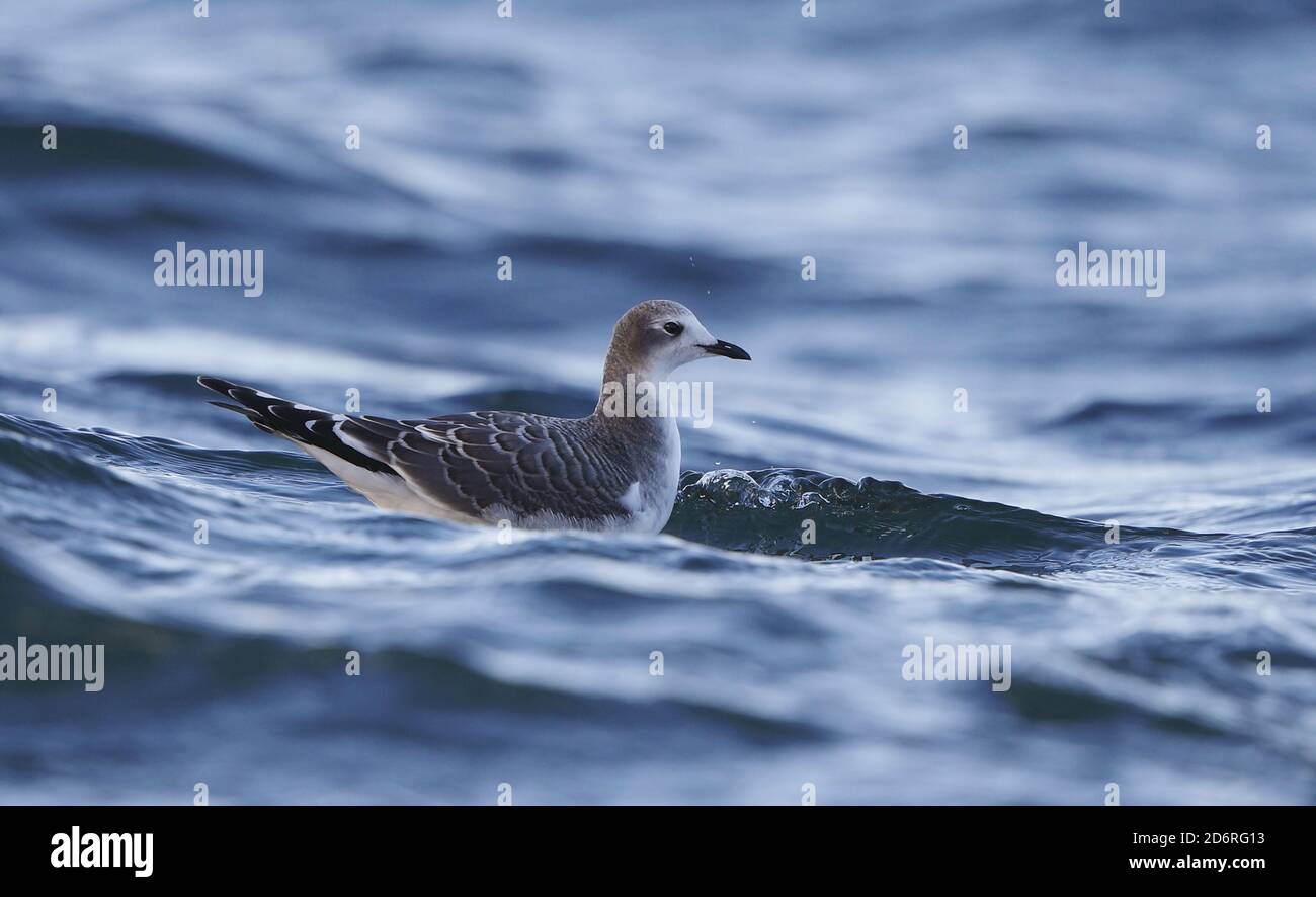 sabine's gull (Xema sabini), first-winter swimming off the coast ...