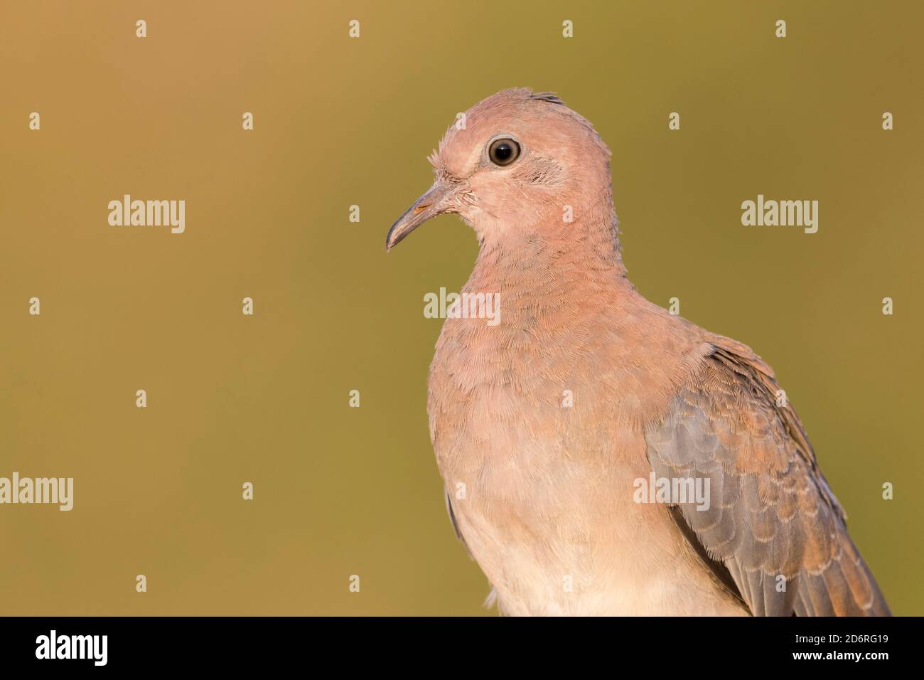 Arabian laughing dove (Streptopelia senegalensis cambayensis ...