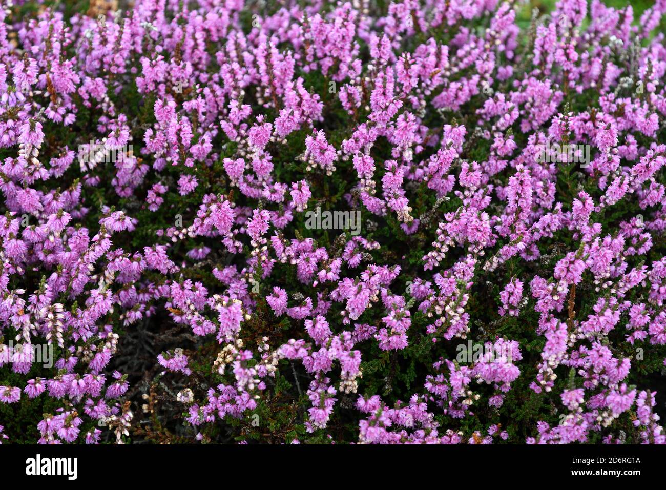 Common Heather, Ling, Heather (Calluna vulgaris), blooming heath ...