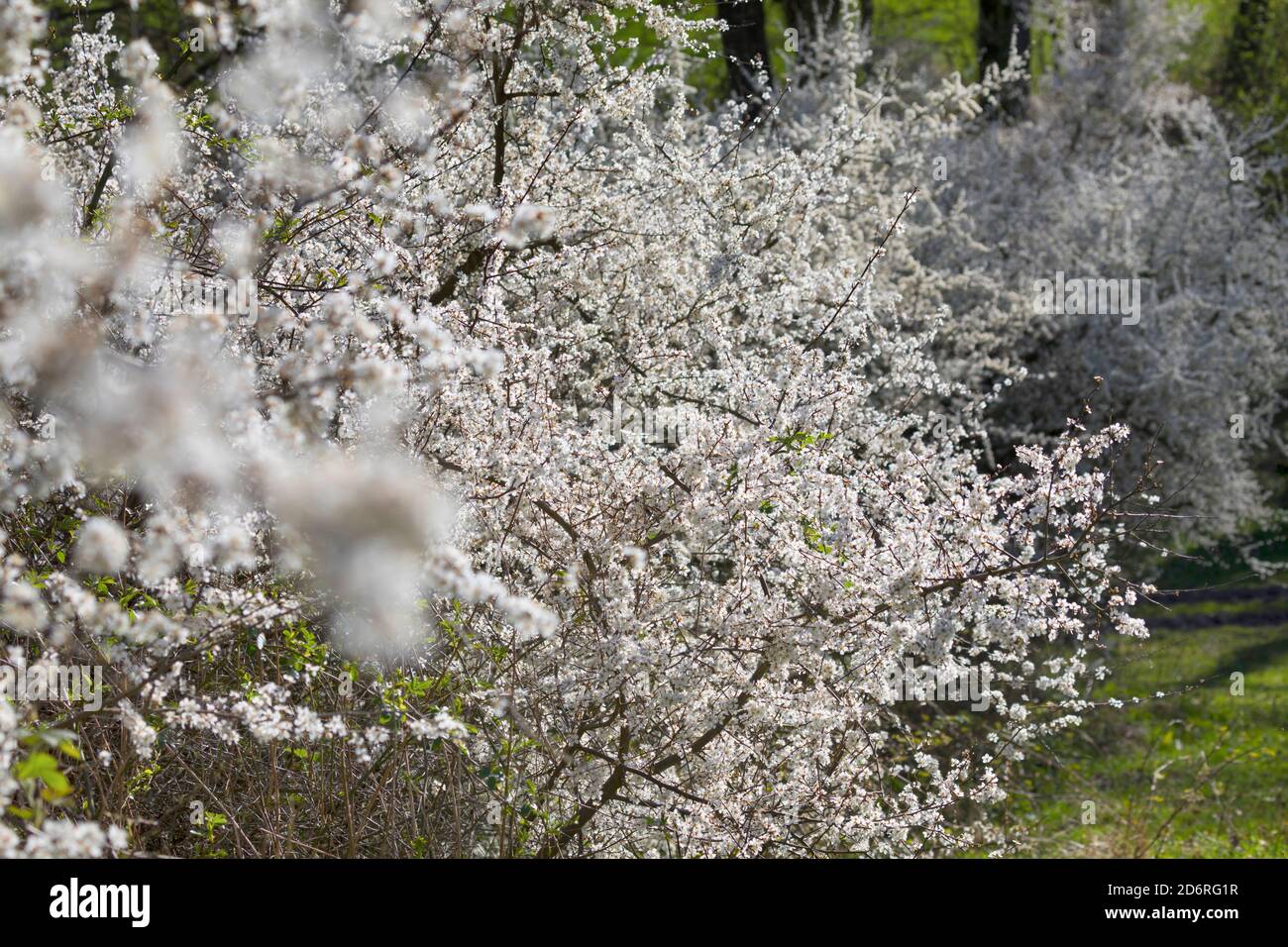 blackthorn, sloe (Prunus spinosa), blooming hedge, Germany Stock Photo ...