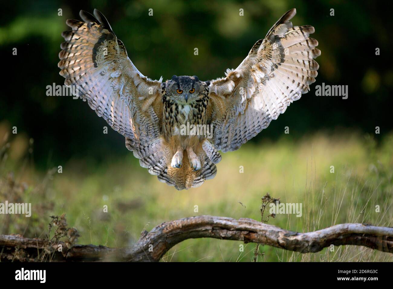 Great Horned Owl Landing