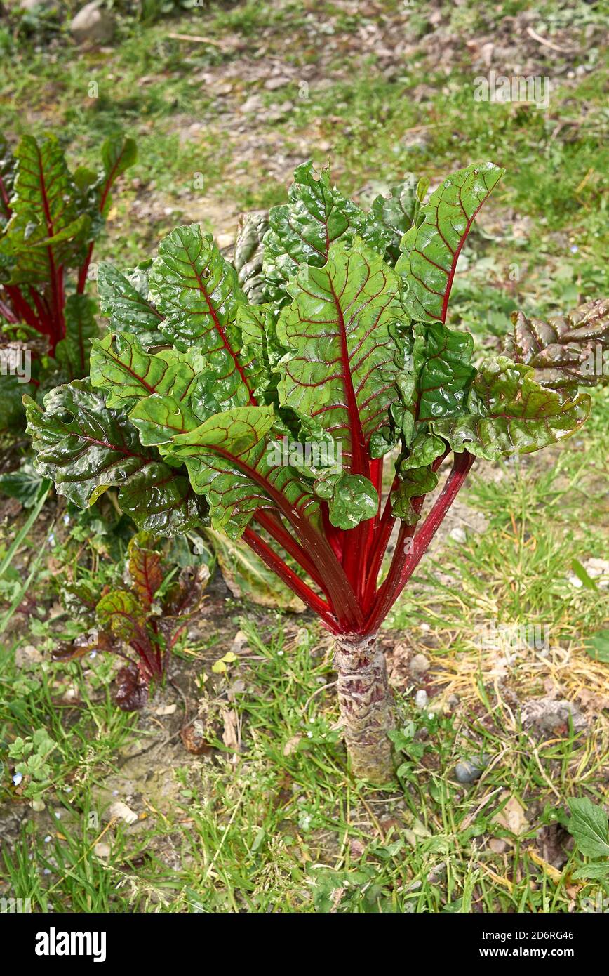 Perpetual swiss chard hi-res stock photography and images - Alamy