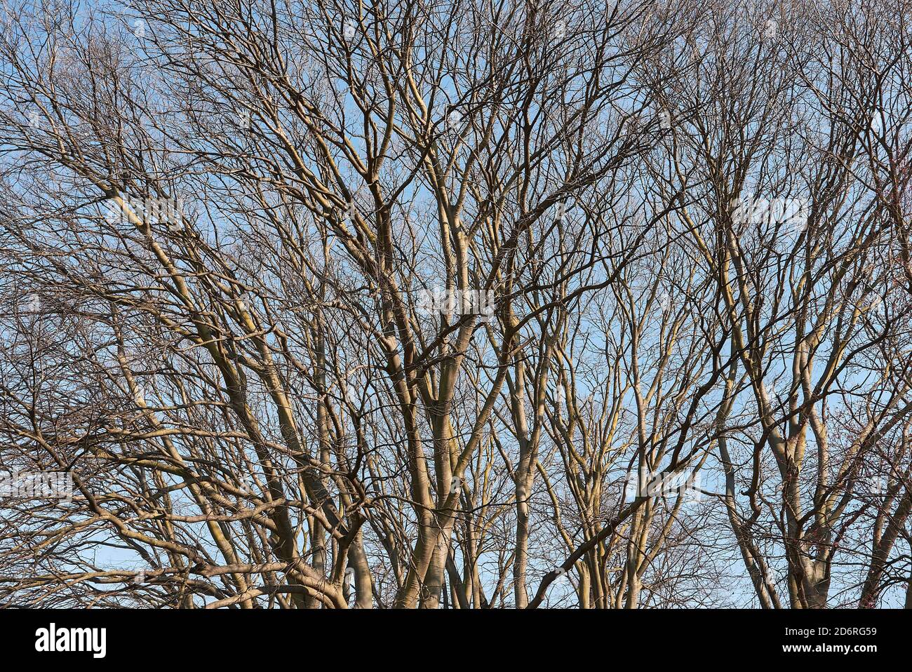 Nettle tree hi-res stock photography and images - Alamy