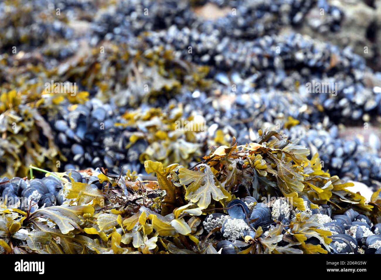 blue mussel, bay mussel, common mussel, common blue mussel (Mytilus ...