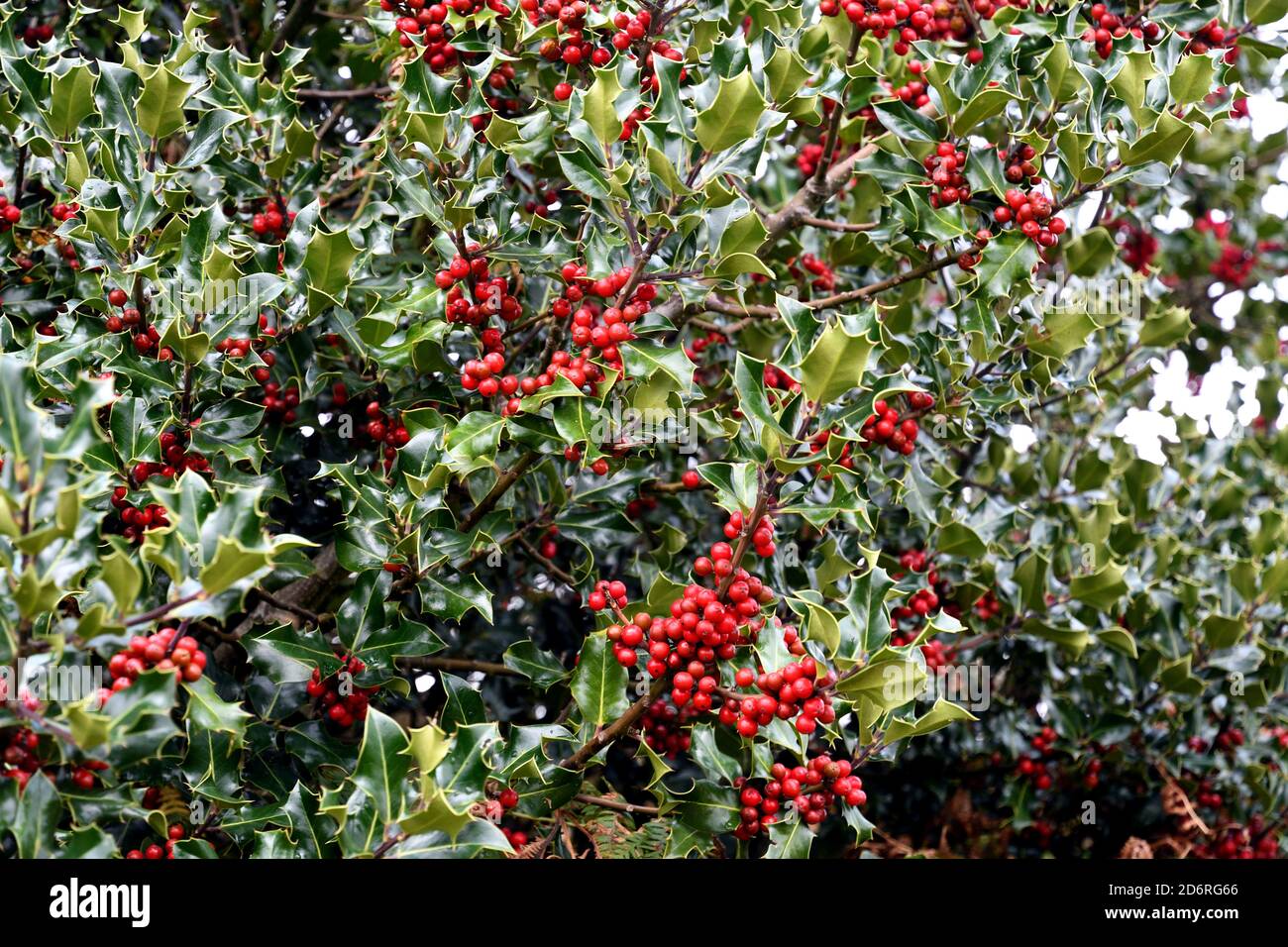 common holly, English holly (Ilex aquifolium), shrub with red fruits ...
