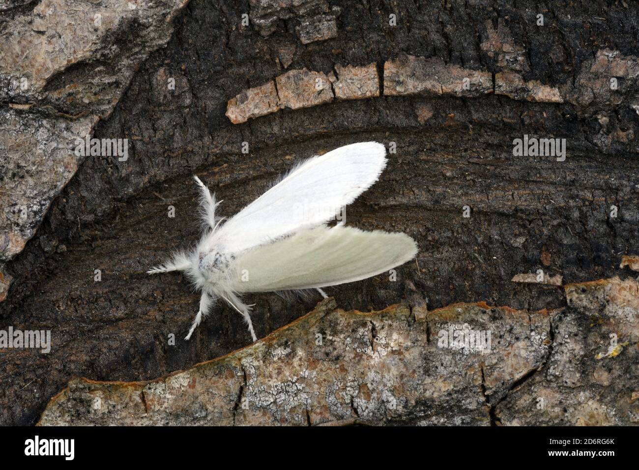 Yellow-tail, Gold-tail, swan moth (Euproctis similis, Porthesia similis ...