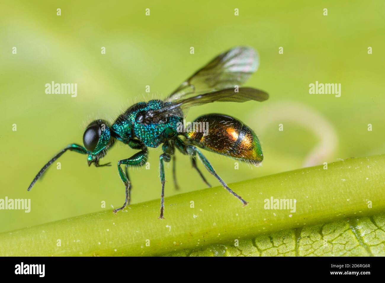 gold wasp (Pseudomalus auratus), sits on a leaf, Germany Stock Photo ...