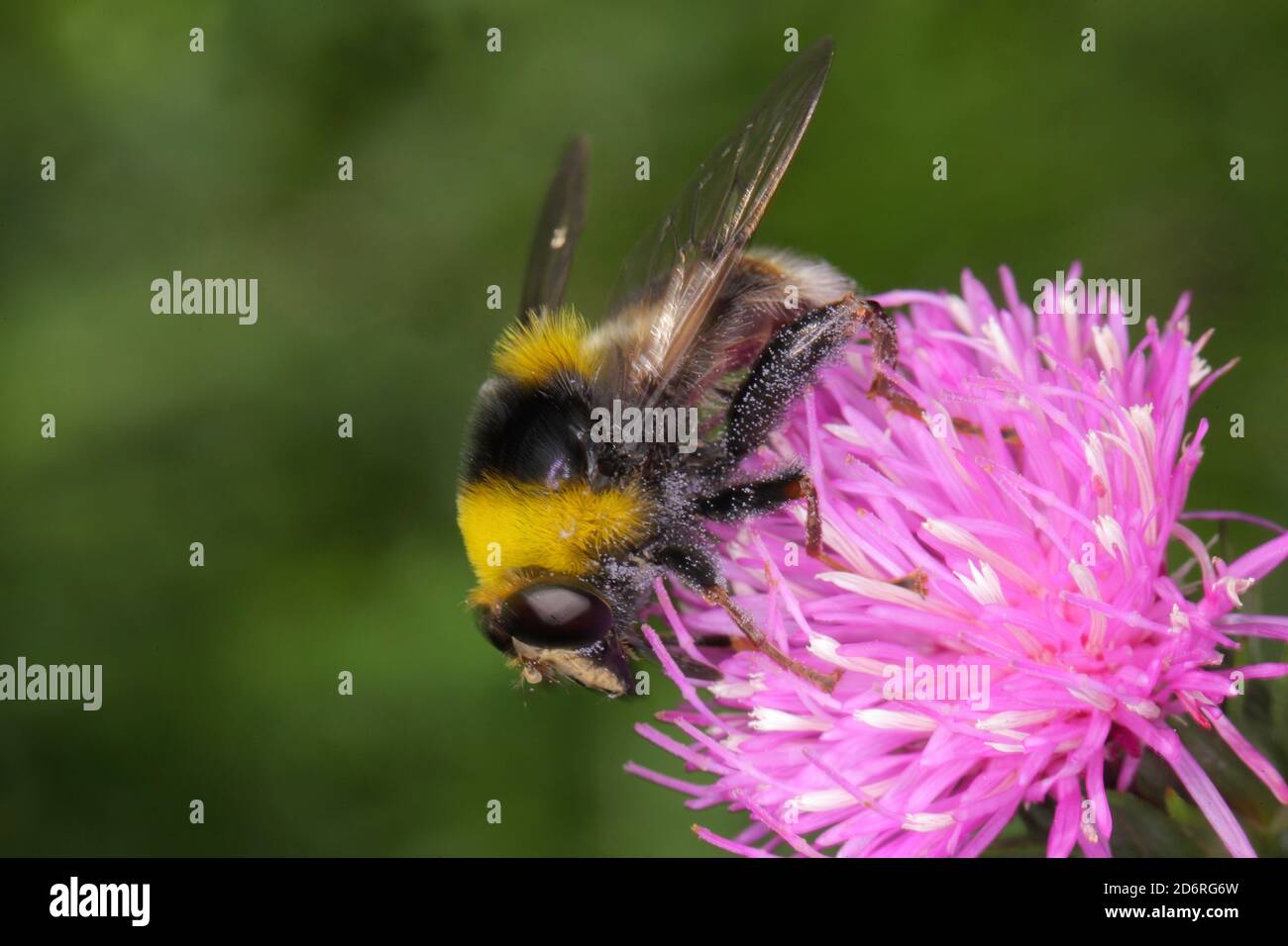 Arctophila bombiformis hi-res stock photography and images - Alamy