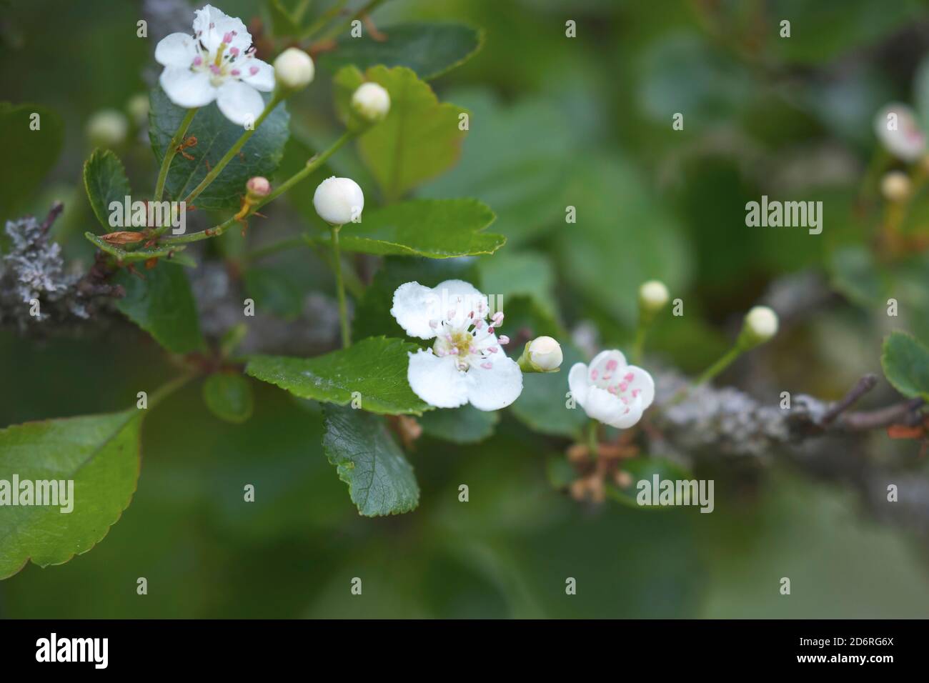 English hawthorn, midland hawthorn (Crataegus laevigata), bloolming ...