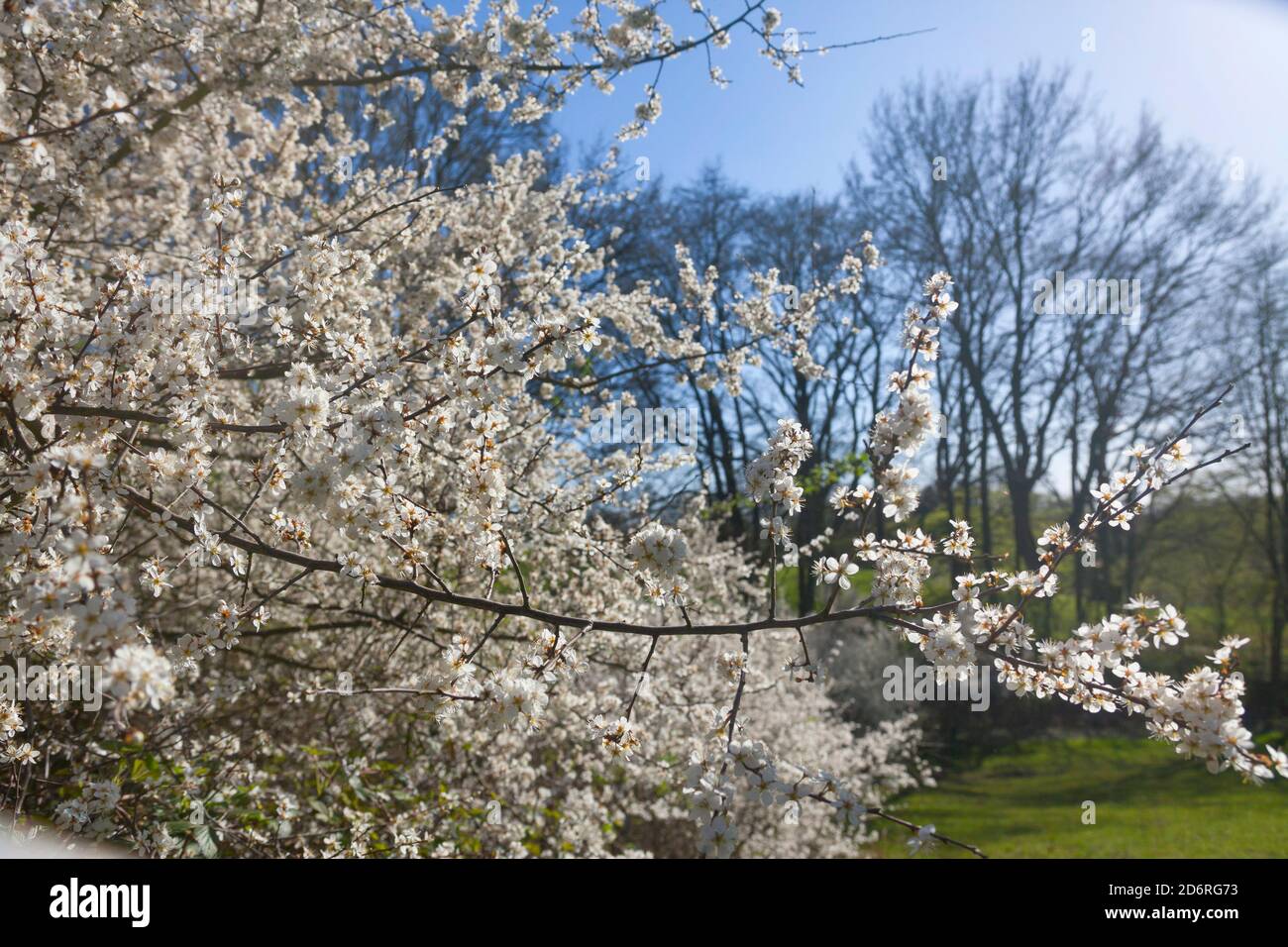 blackthorn, sloe (Prunus spinosa), blooming hedge, Germany Stock Photo ...