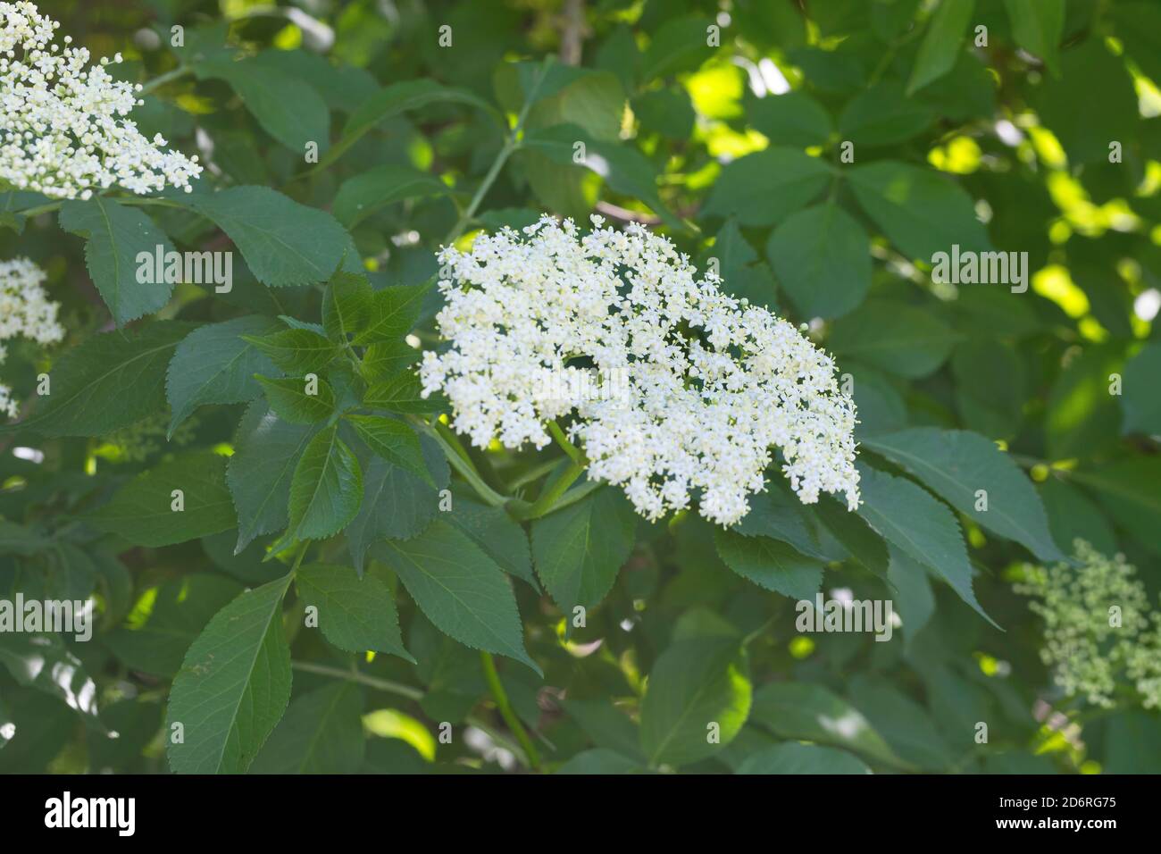 European black elder, Elderberry, Common elder (Sambucus nigra ...