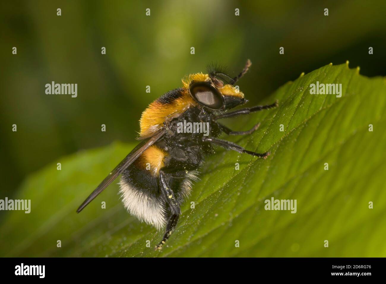 Bumblebee mimic hoverfly (Volucella bombylans), sitting on a leaf, side ...