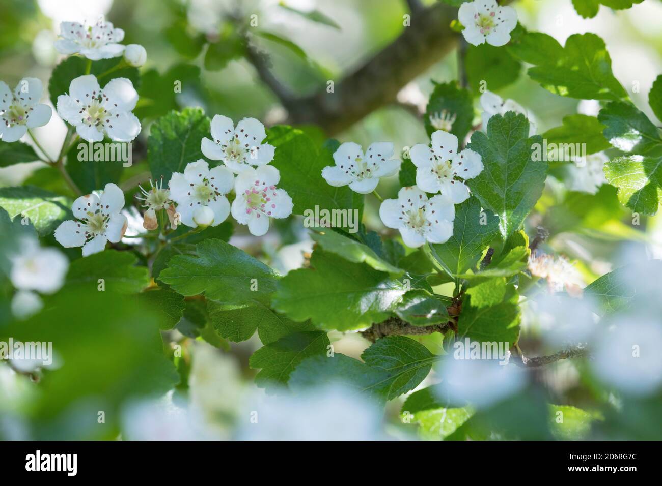 English hawthorn, midland hawthorn (Crataegus laevigata), bloolming ...