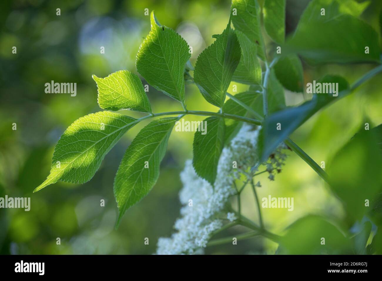 European black elder, Elderberry, Common elder (Sambucus nigra), leaves ...