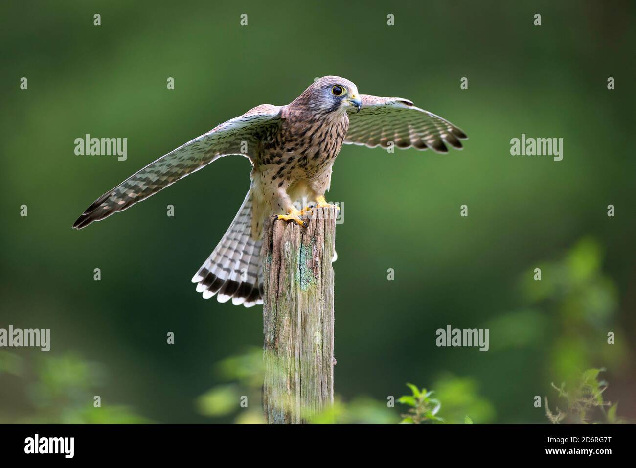 Kestrel wings hi-res stock photography and images - Alamy