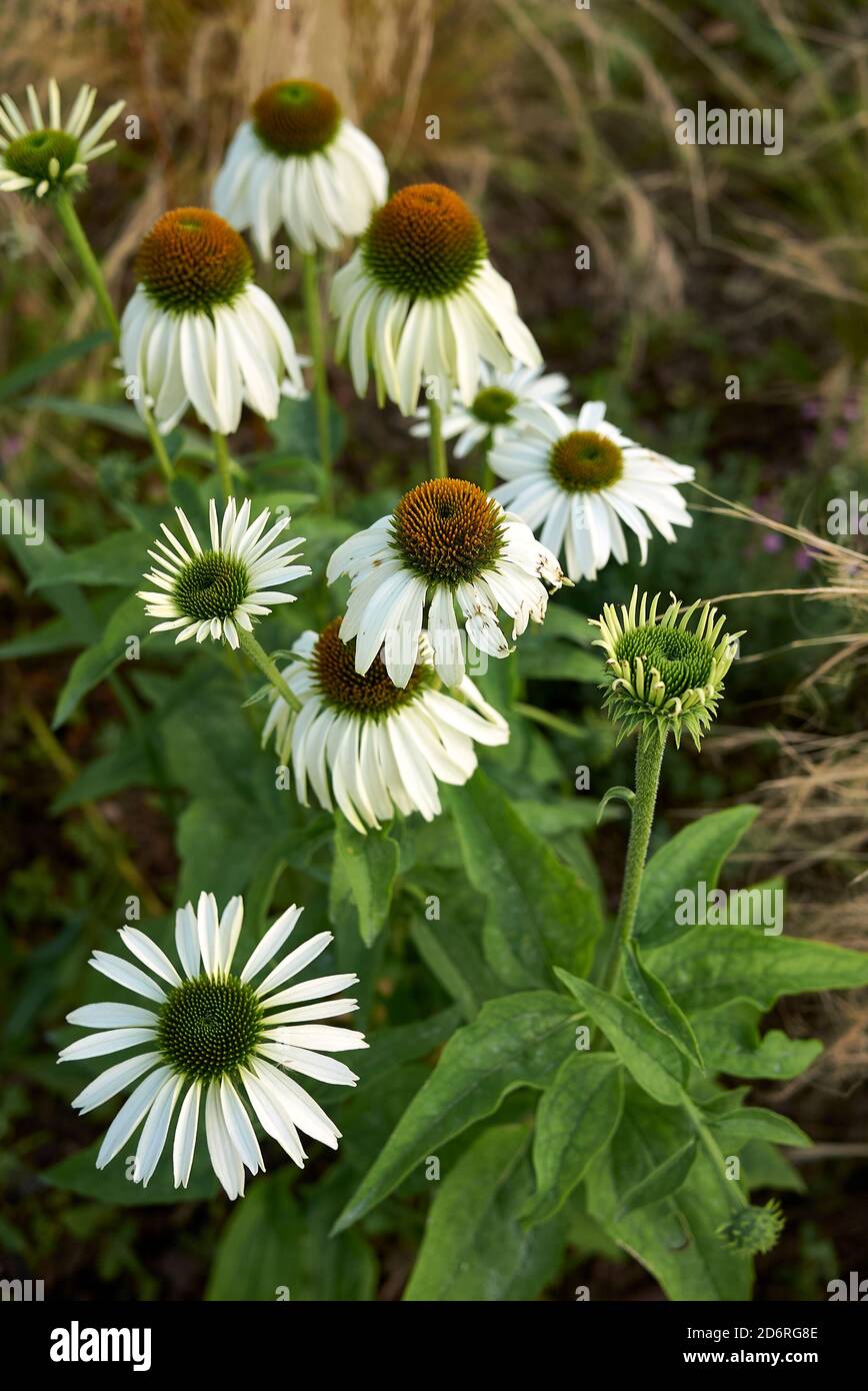 Close up of coneflower flowers or echinacea in the garden hi-res stock ...