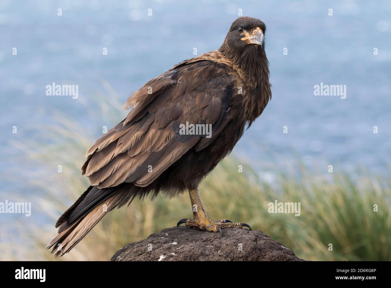 Striated Caracara (Phalcoboenus australis) or Johnny Rook, juvenile ...