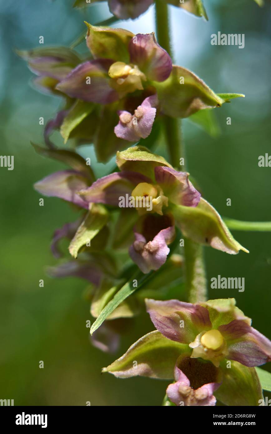 Epipactis helleborine colorful flowers Stock Photo - Alamy