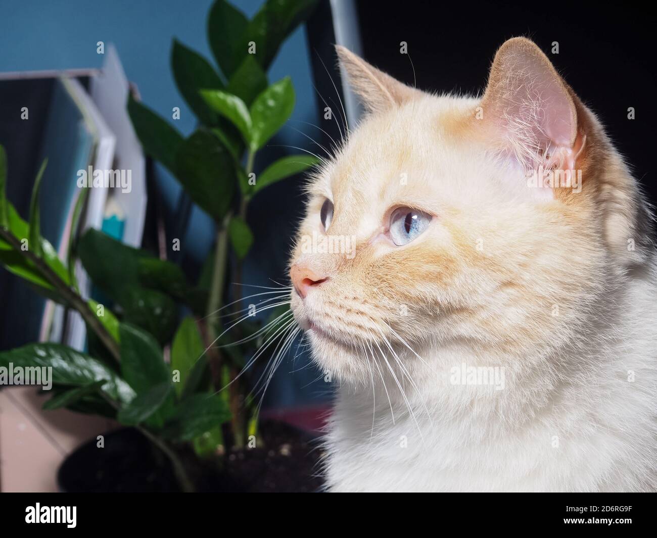 portrait of a white cat, cute fat cat Stock Photo - Alamy