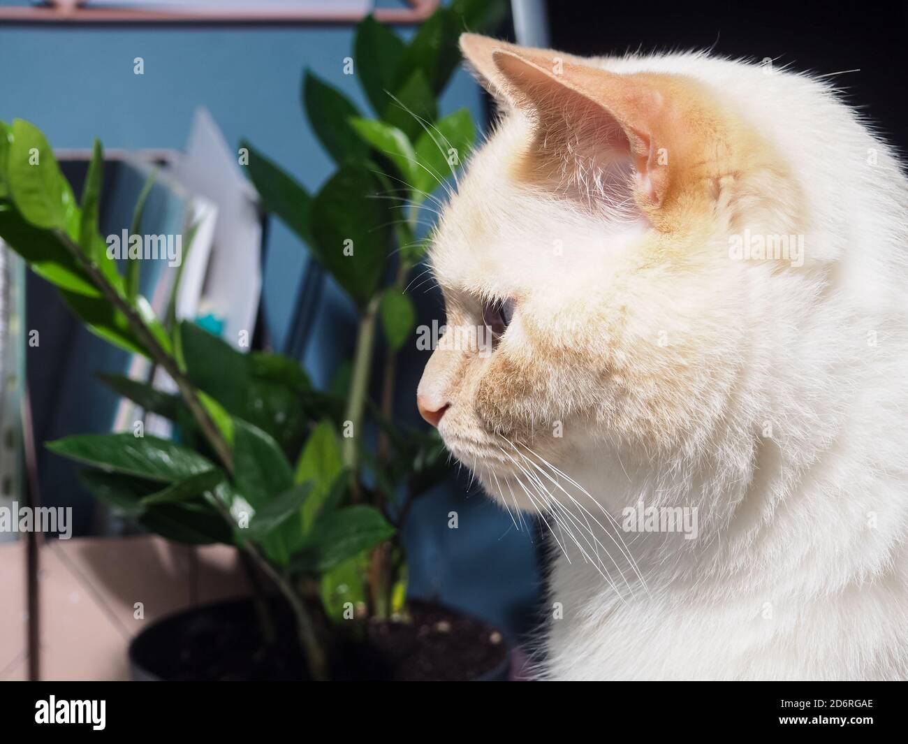 Fat leopard hi-res stock photography and images - Alamy