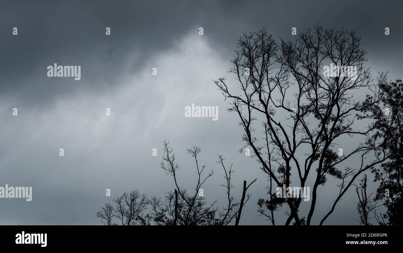 Silhouette dead tree on dark dramatic sky and black clouds. Dark sky ...