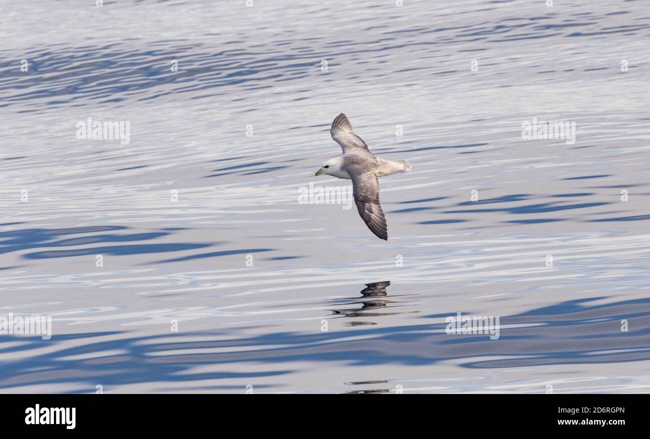 Northern fulmar greenland hi-res stock photography and images - Alamy