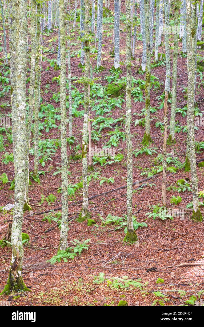 Sansanet forest in Aspe Valley, Pyrenees in France Stock Photo - Alamy