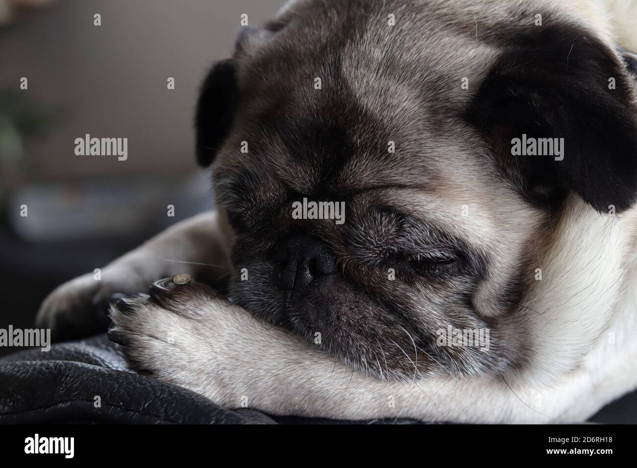 Sleeping pug hi-res stock photography and images - Alamy