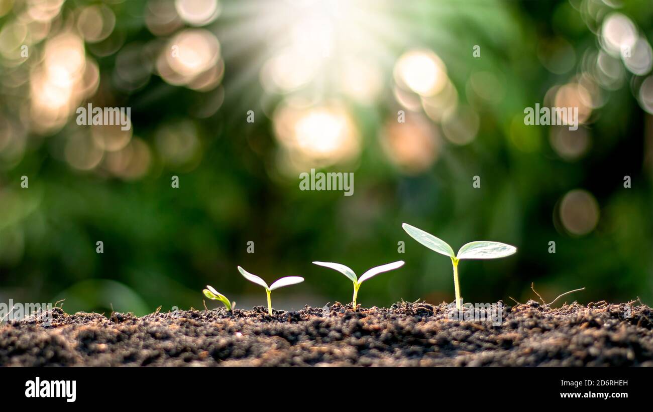 Saplings are growing from fertile soil, including the evolution of ...