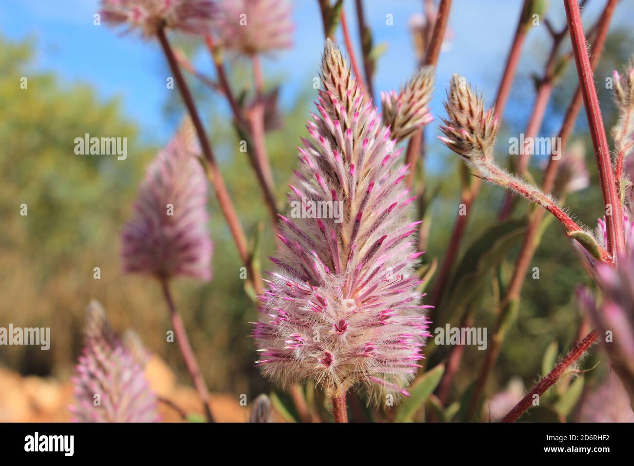 Tall Mulla Mulla (Ptilotus exaltatus) in Cape Range National Park ...