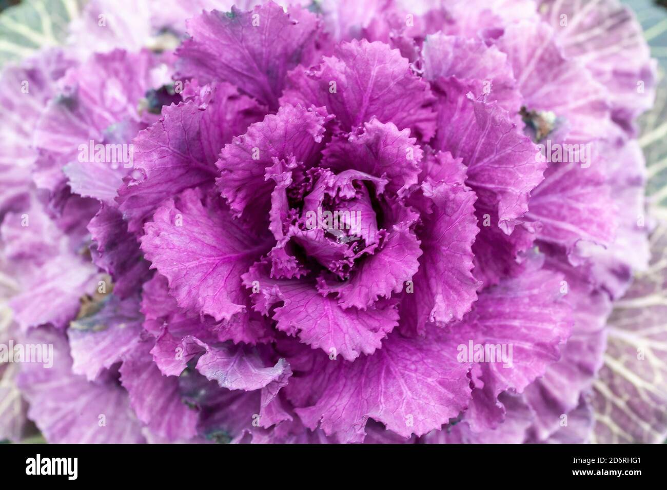 Brassica oleracea purple pigeon hi-res stock photography and images - Alamy