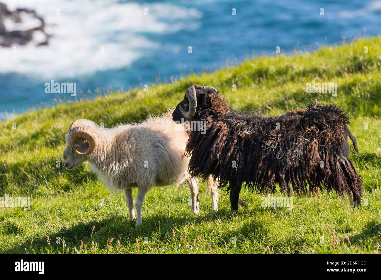 Sheep on the Faroe Islands. Europe, northern euorpe, scandinavia ...