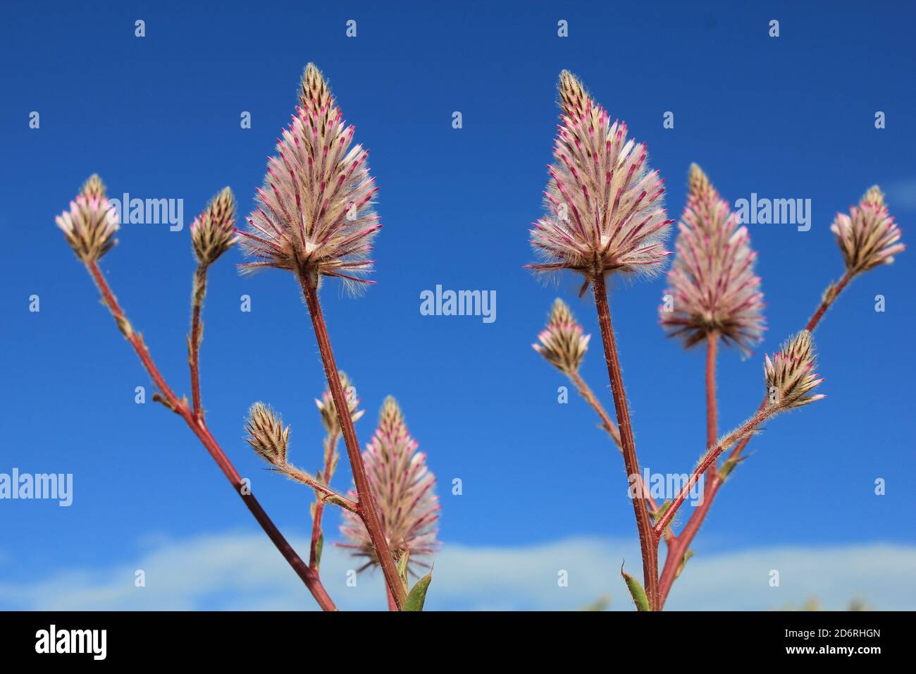 Tall Mulla Mulla (Ptilotus exaltatus) in Cape Range National Park ...