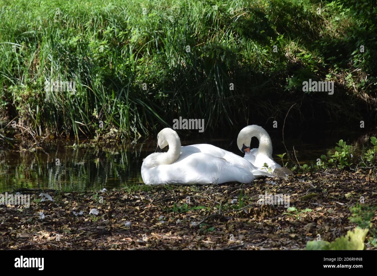 Two elegant swans preening hi-res stock photography and images - Alamy