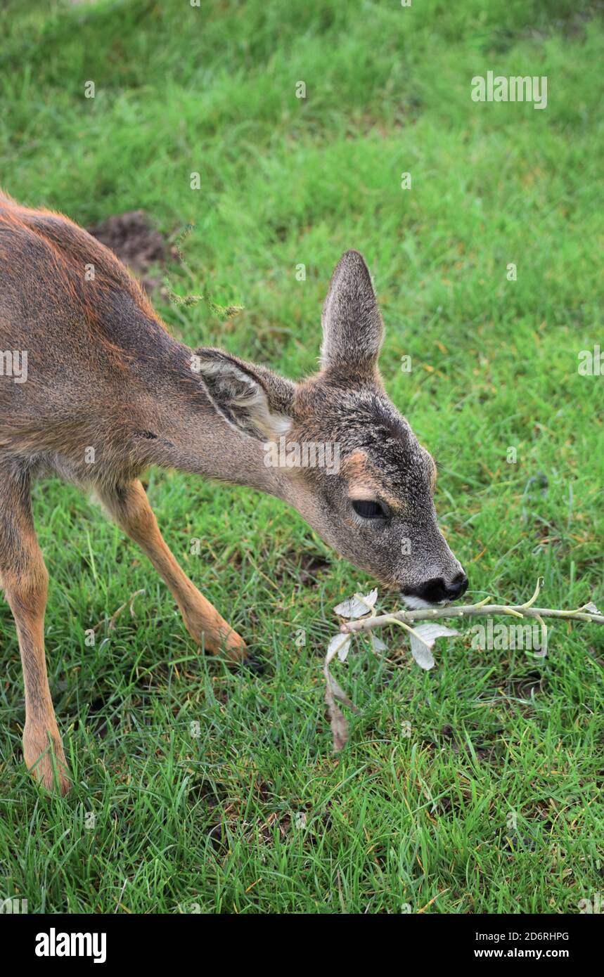 Jimmys farm hi-res stock photography and images - Alamy