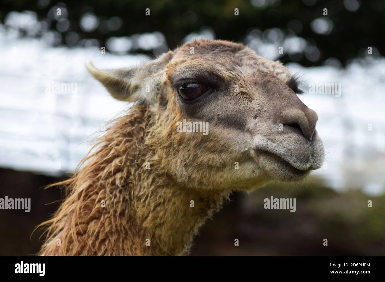 Head shot of a llama Stock Photo - Alamy
