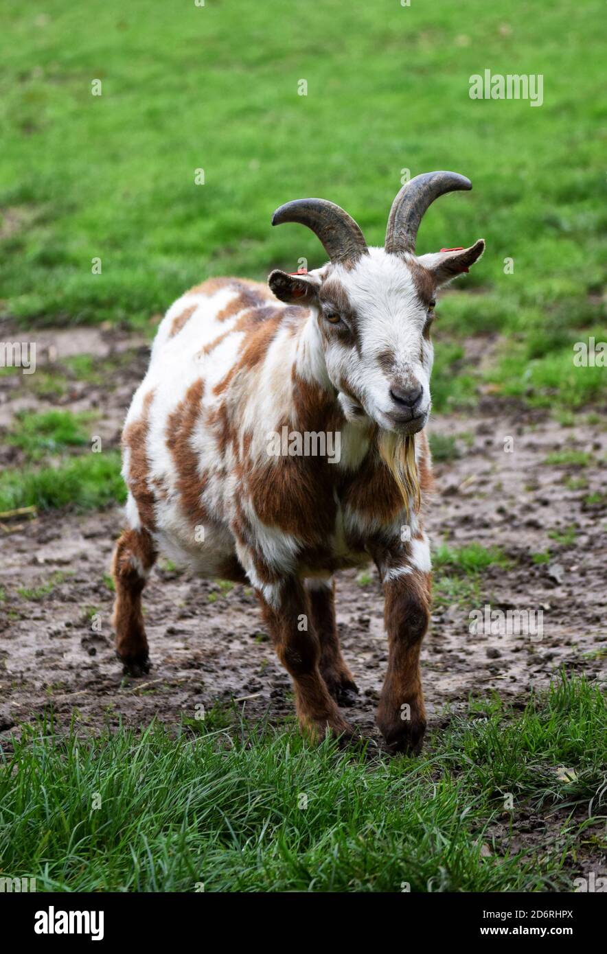 Brown white pygmy goat hi-res stock photography and images - Alamy