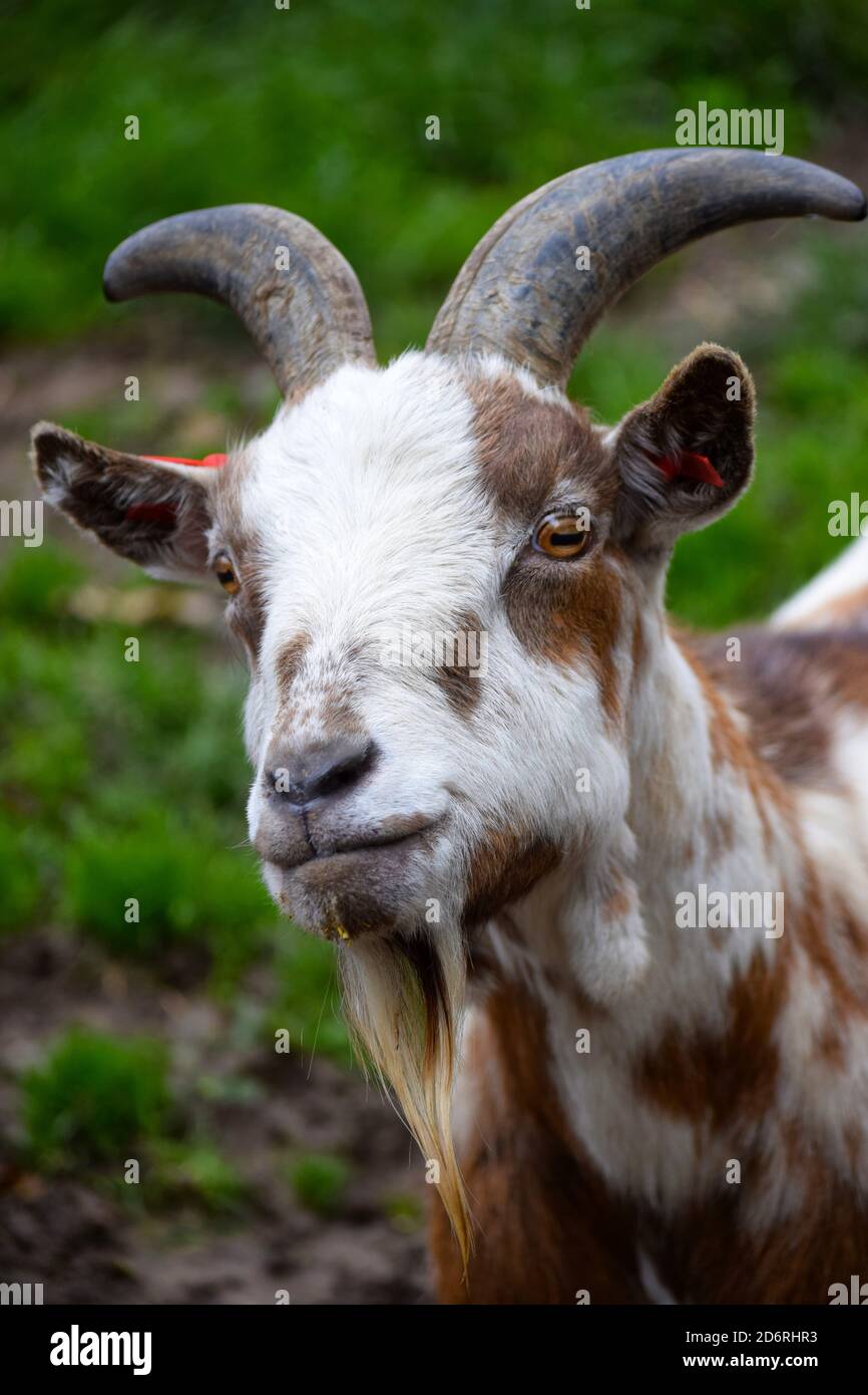 Brown white pygmy goat hi-res stock photography and images - Alamy
