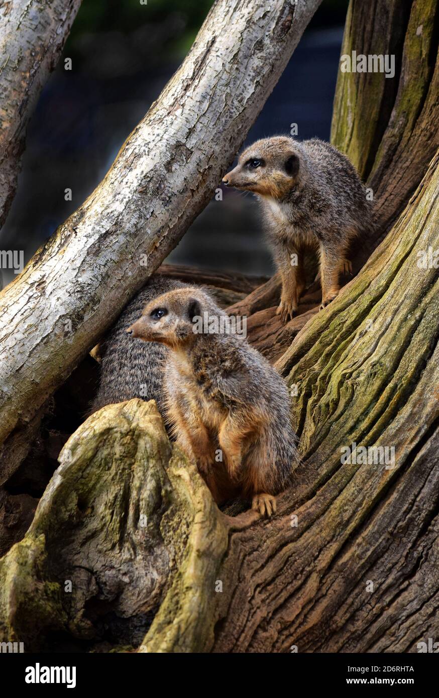 two meerkats on lookout Stock Photo - Alamy