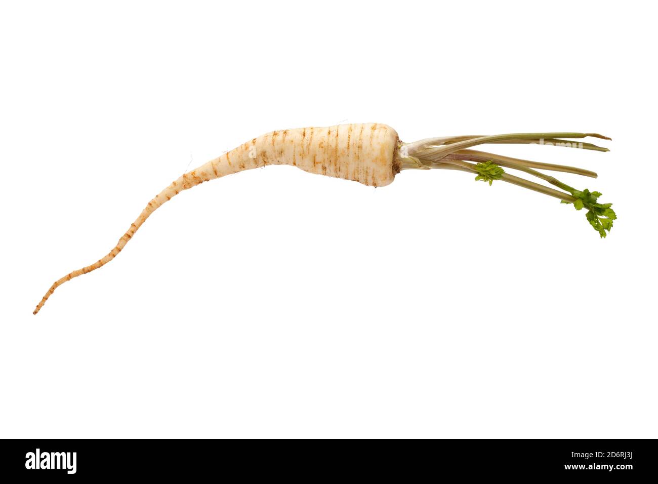 raw parsley root isolated on white background Stock Photo - Alamy