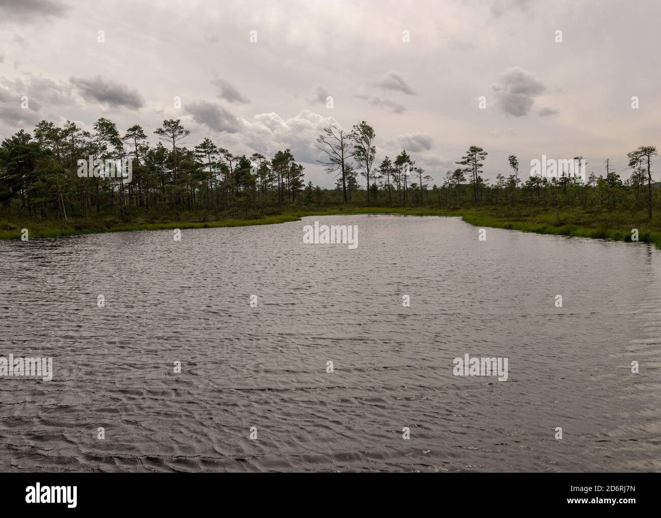 windy summer landscape from swamp lake, wind and turbulence of lake ...