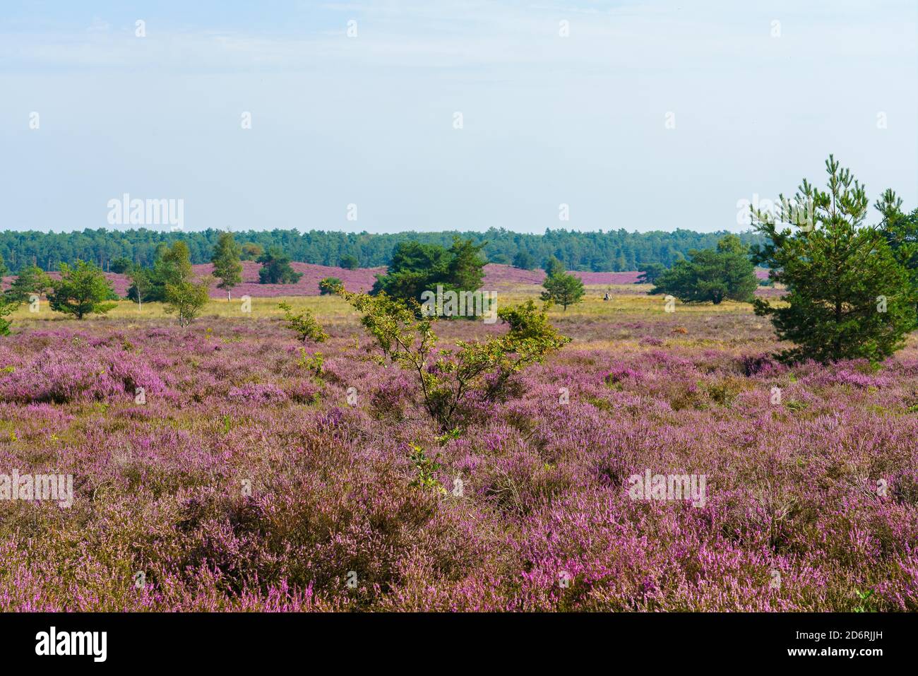 Heather fields at the Veluwe, The Netherlands Stock Photo - Alamy