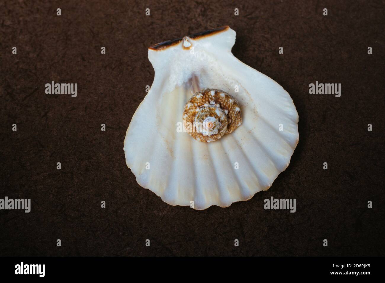Natural seashell macro texture. Seashells background texture Stock ...